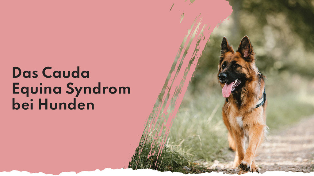 Cauda Equina Syndrom Hund Lebenserwartung