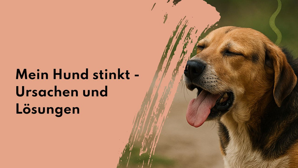 Mein Hund stinkt über das Fell – Ursachen, Lösungen & was wirklich hil