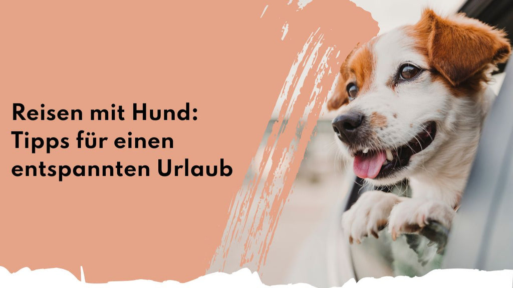 Reisen mit Hund: Tipps für einen entspannten Urlaub | people who kaer
