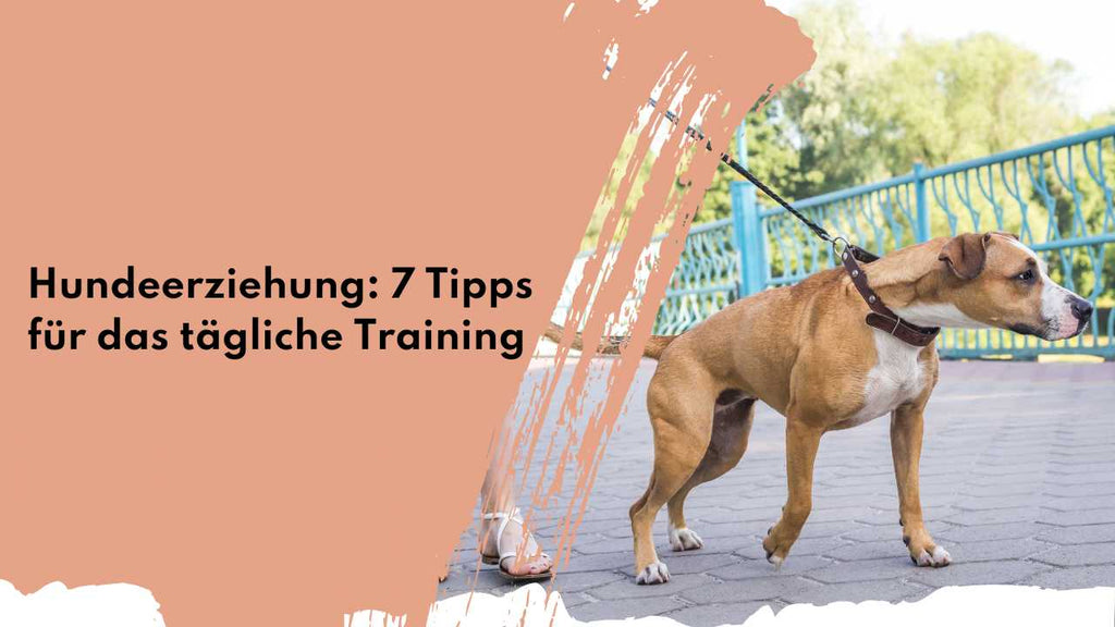 Hundeerziehung: 7 Tipps für das tägliche Training